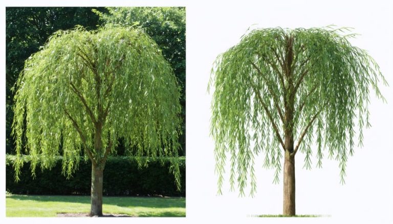 Keep Your Potted Braided Willow Thriving Year-Round (Expert Care Tips ...